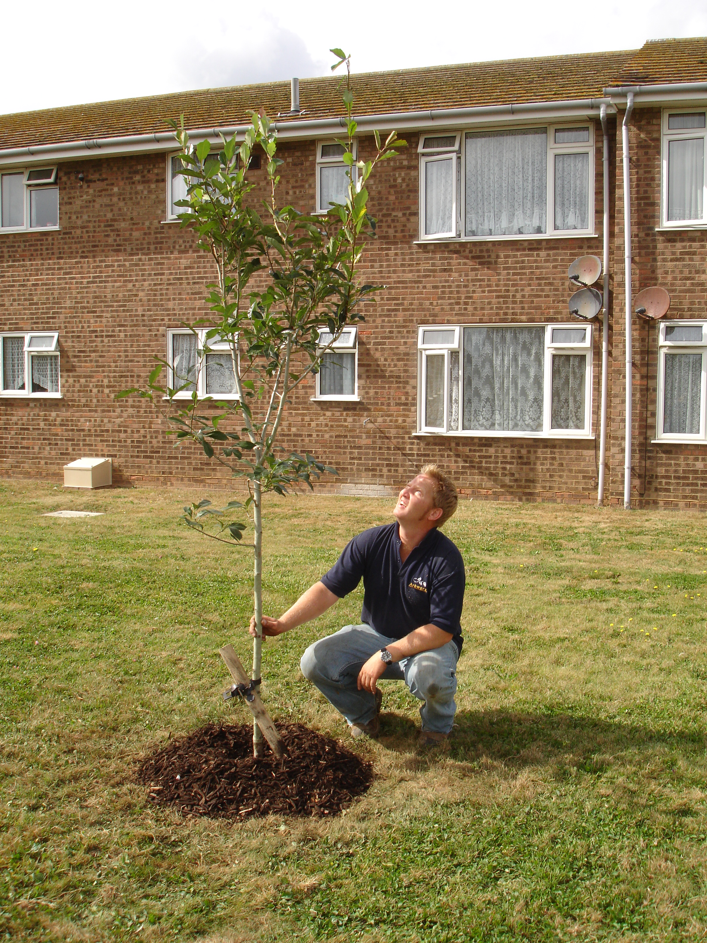 Tree work, tree planting, Sussex – Arbworx