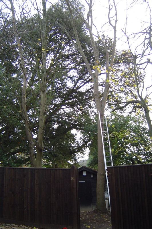 The tree on arrival at Worthing , West Sussex – Arbworx